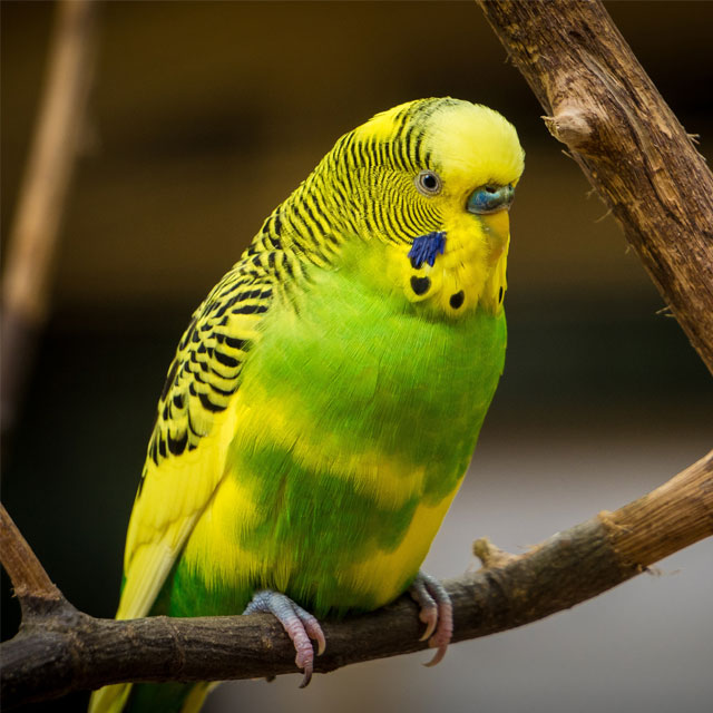 小鳥 | 浦和動物の病院